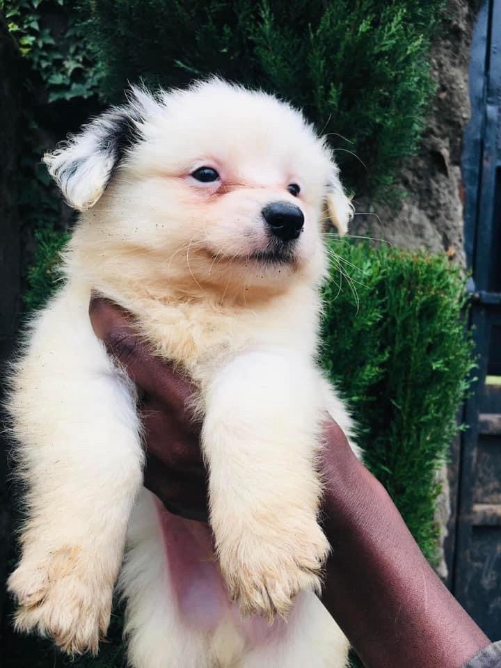 Maltese x Spitz Cross puppy - UTL Kenya